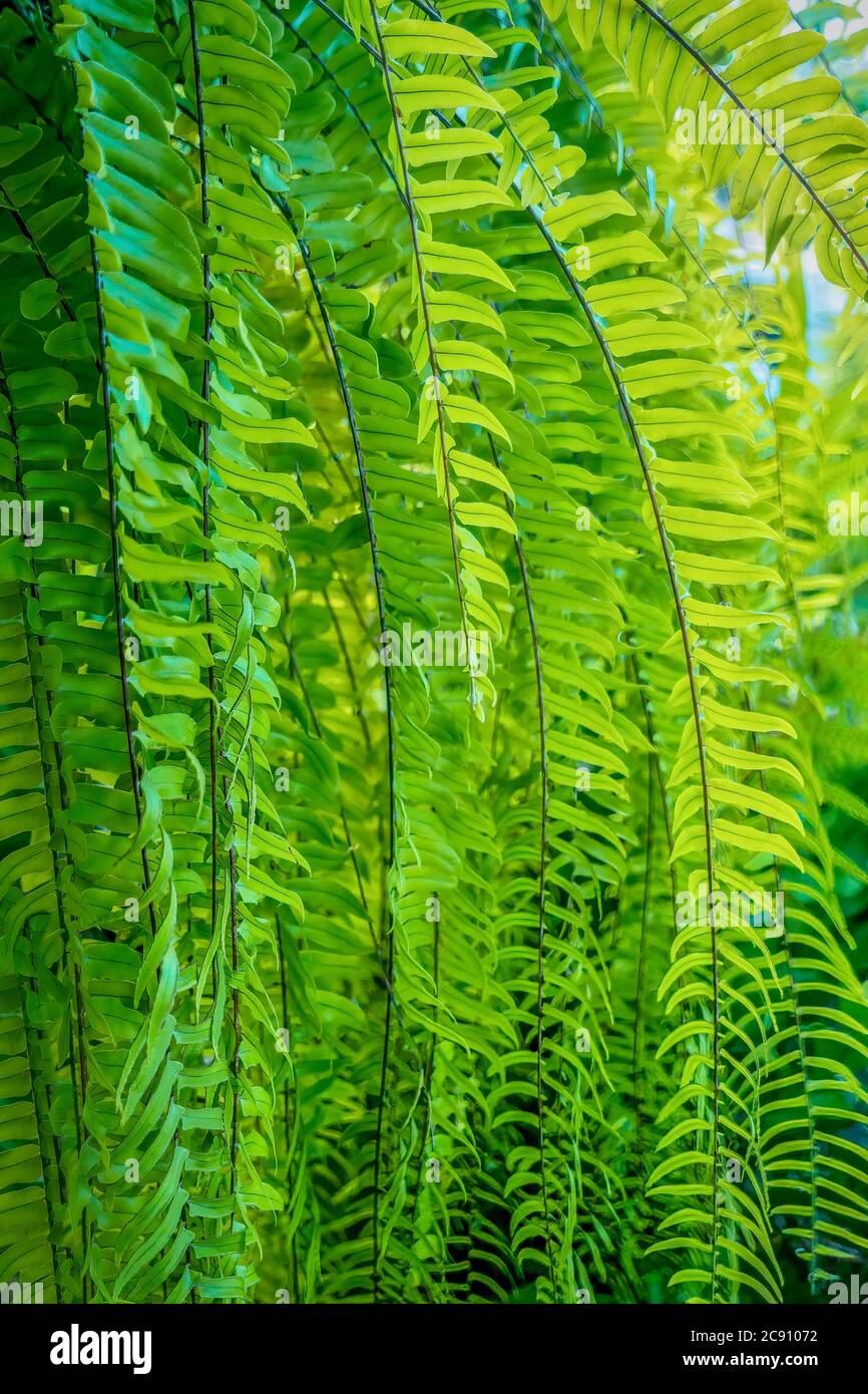 Long, arching fern fronds cascading from a hanging basket, in an ...