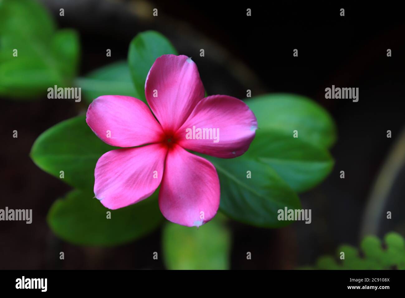 Close-up of Madagascar Pink Periwinkle flower in the home garden Stock ...