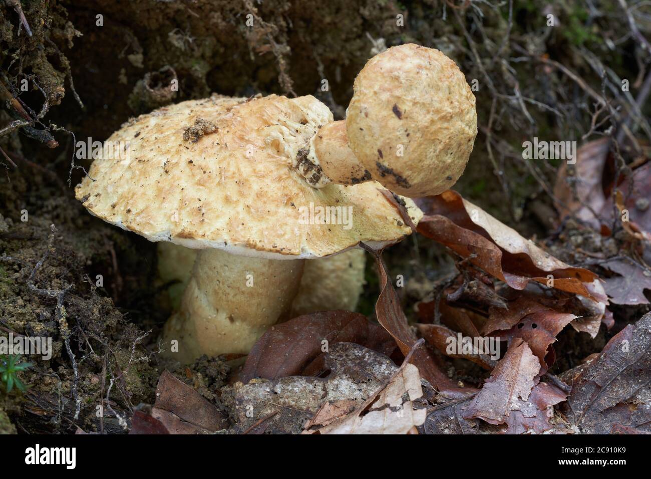 Edible mushroom Gyroporus cyanescens in the beech forest. Known as ...