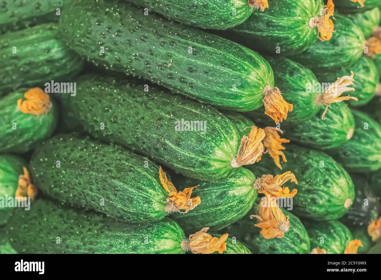 Macro photo food organic cucumber. A lot of juicy green cucumbers with ...