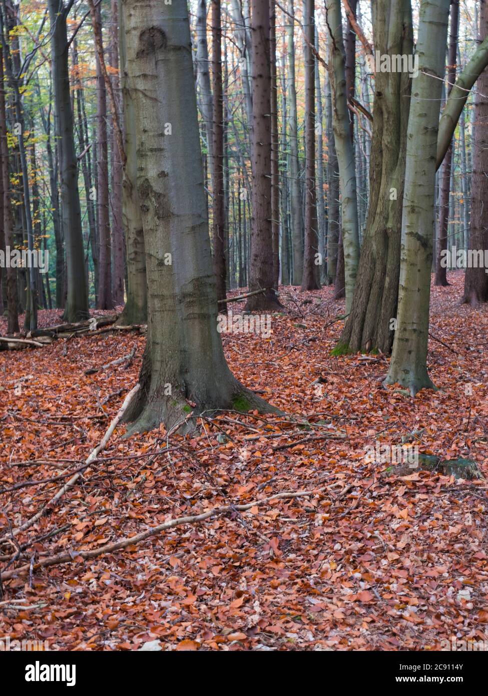 dark mysterious autumn deciduous beech tree forest with colorful leaves ...