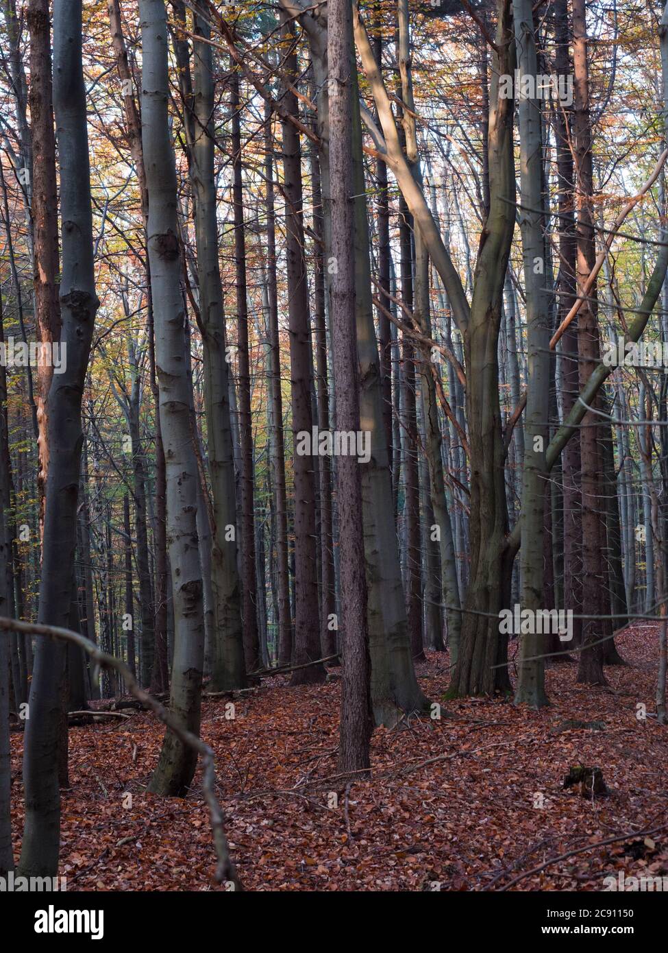 dark mysterious autumn deciduous beech tree forest with colorful leaves ...