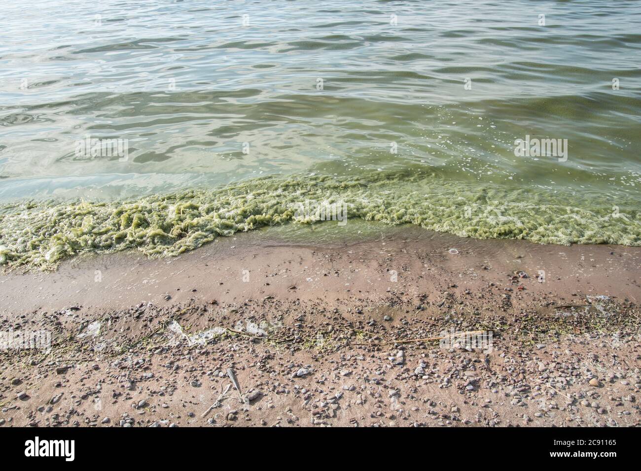 Green sea water algae beach hi-res stock photography and images - Alamy