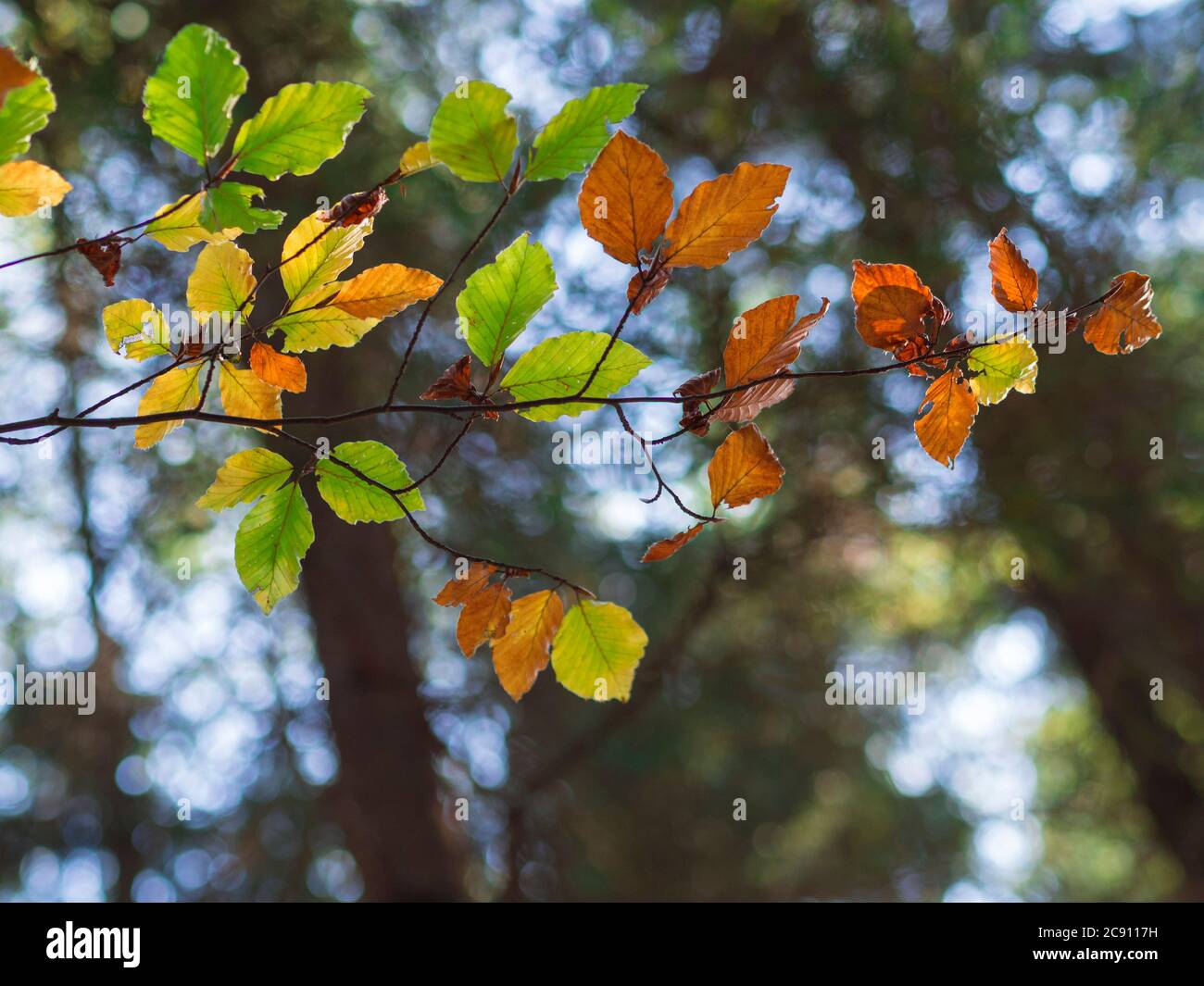 colorful alder tree autumn leaves on bokeh lights background Stock ...