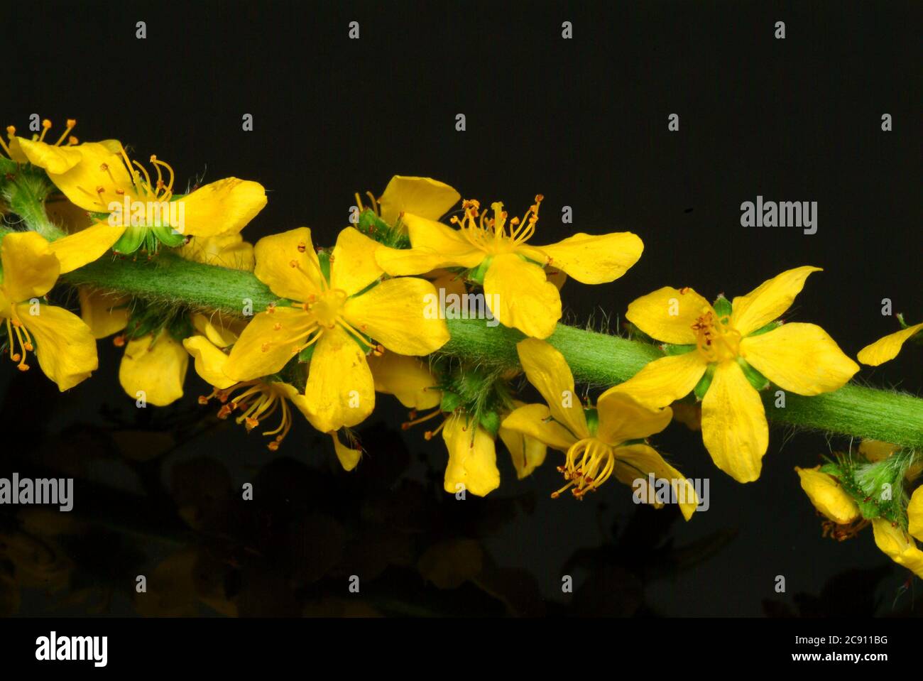 Common Agrimony, Agrimonia eupatoria, also arable herb or Agrimony. As ...