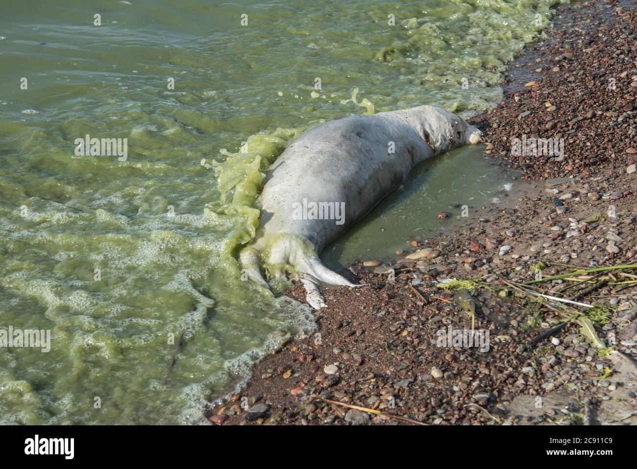 Disintegrating body of a seal that died due to algae in sea Stock Photo ...