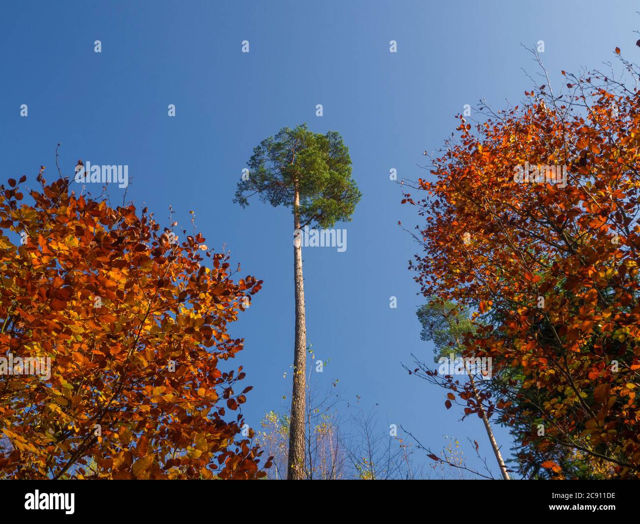 tall pine tree with two red orange beech tree on blue sky background ...