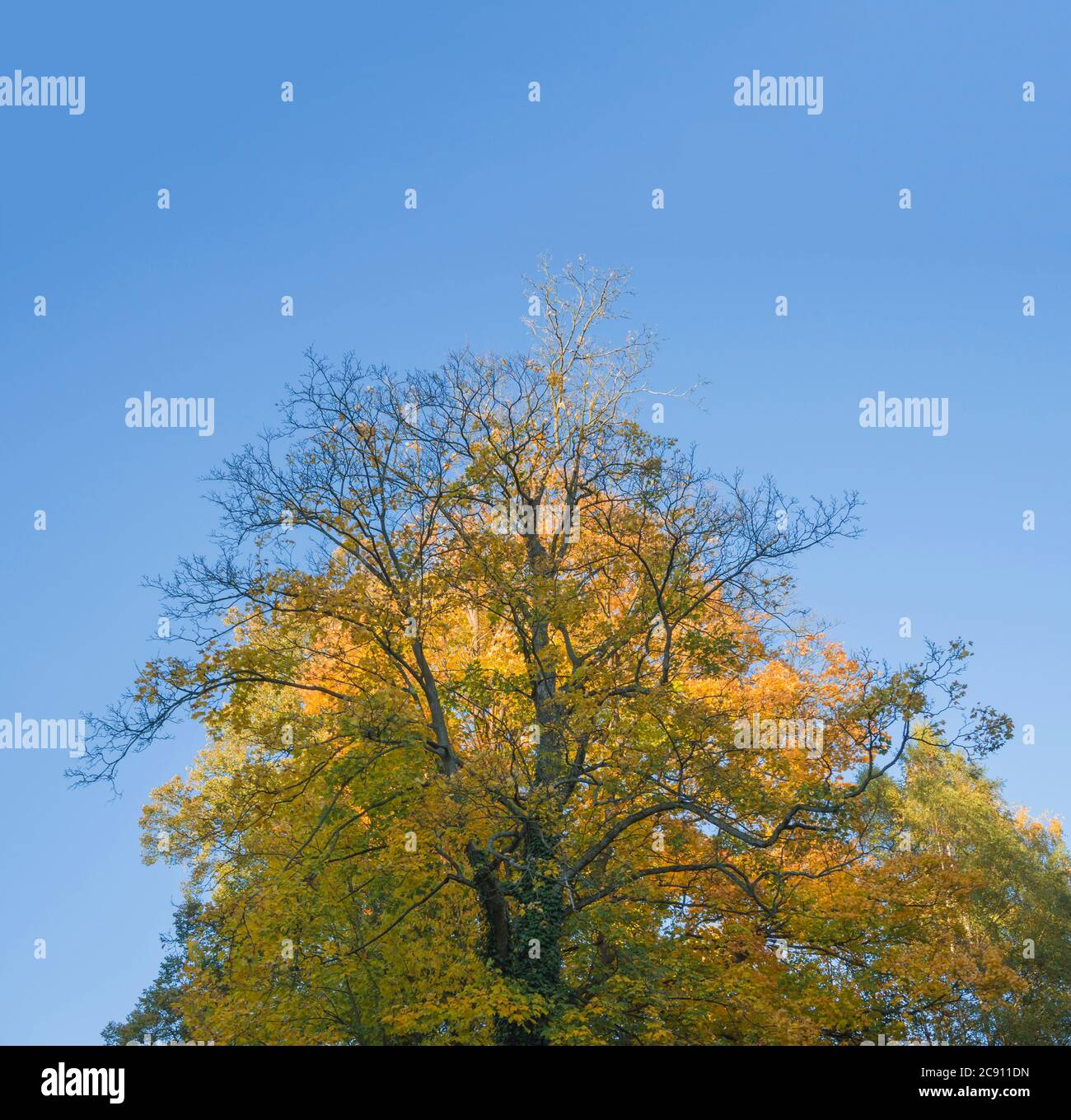 autumn big yellow orange maple tree on blue sky background Stock Photo ...