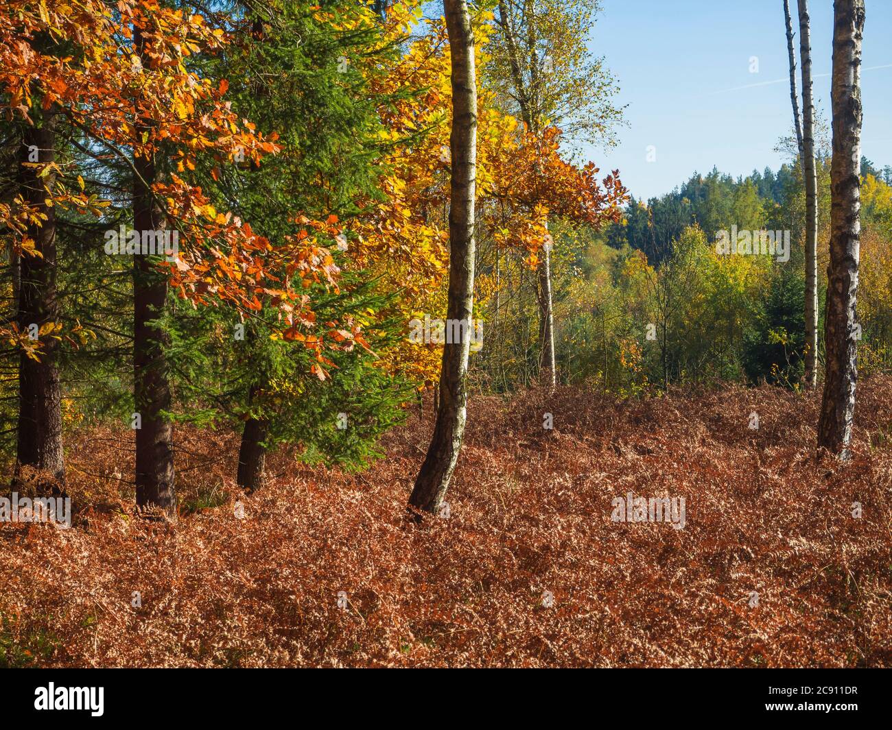colorful autumn deciduous birch tree and beech tree and spruce tree ...