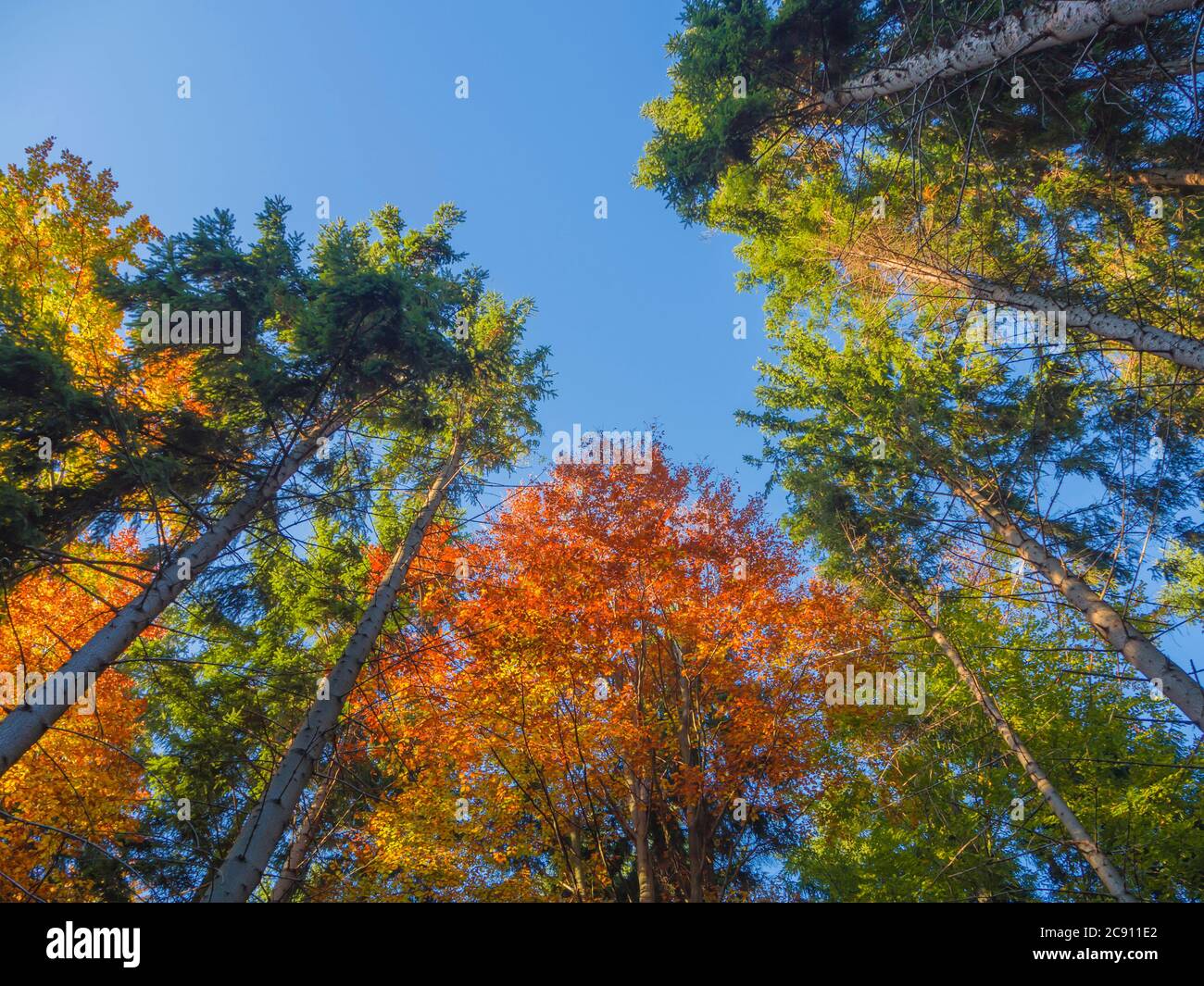 look up at colorful autumn color tall trees crowns and blue sky orange ...