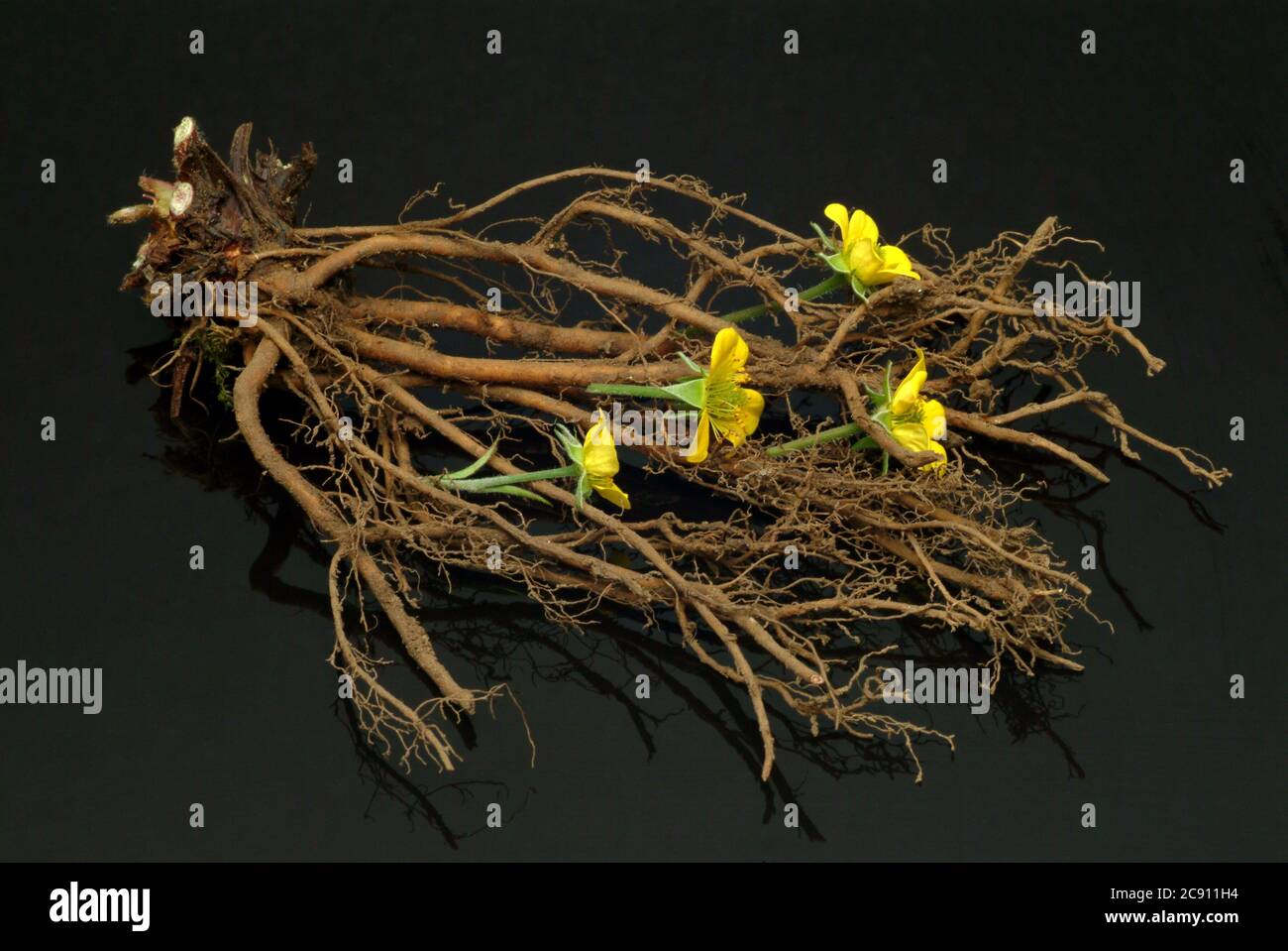 Bloodroot, Potentilla erecta, even Dilledapp, Durmentill, snake root ...
