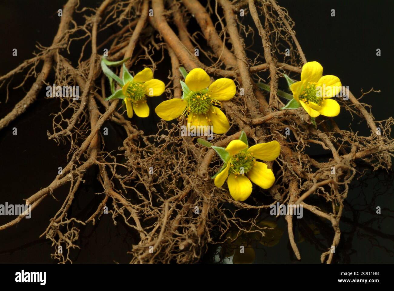Snake root hi-res stock photography and images - Alamy