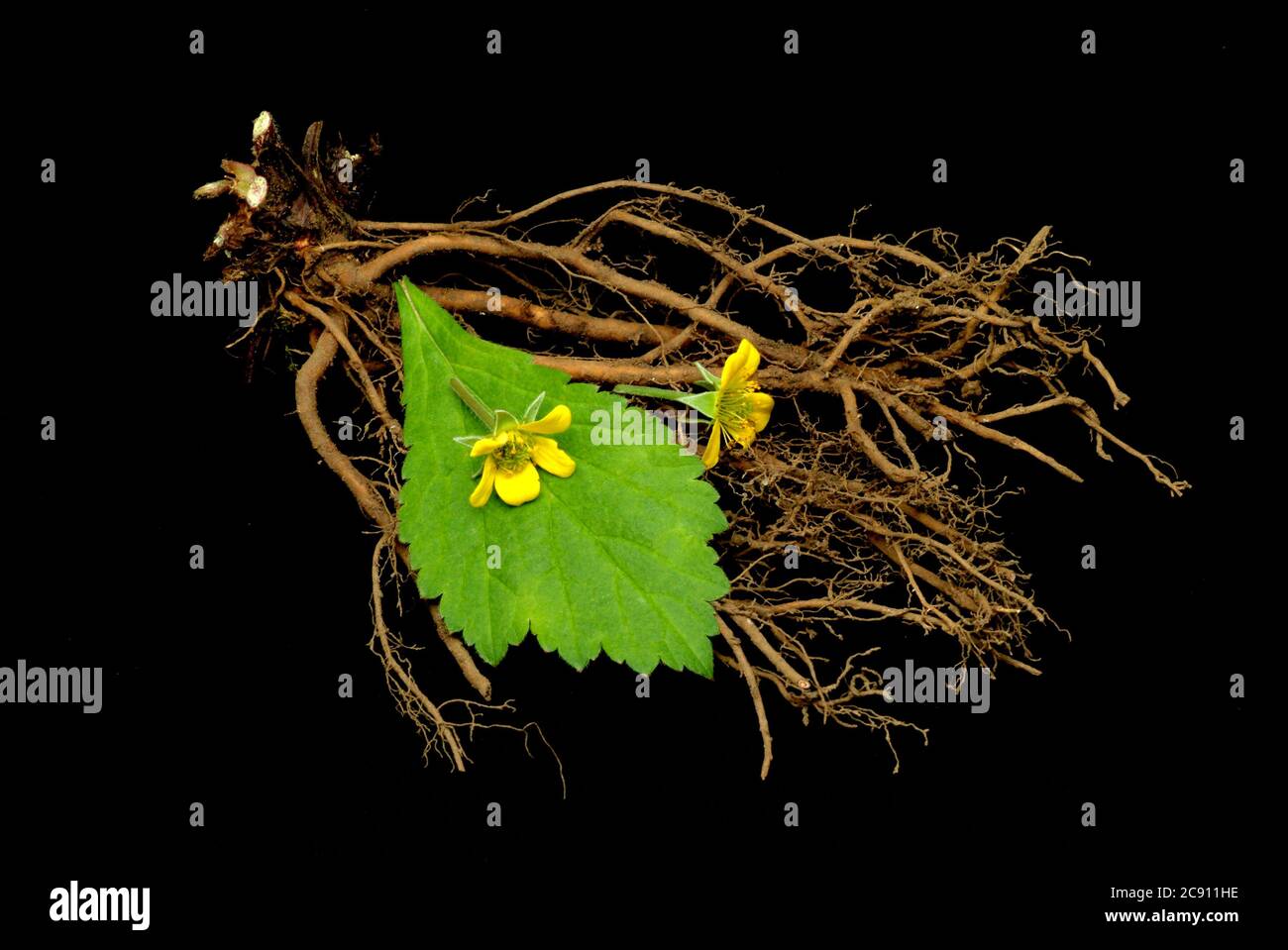 Bloodroot, Potentilla erecta, even Dilledapp, Durmentill, snake root ...