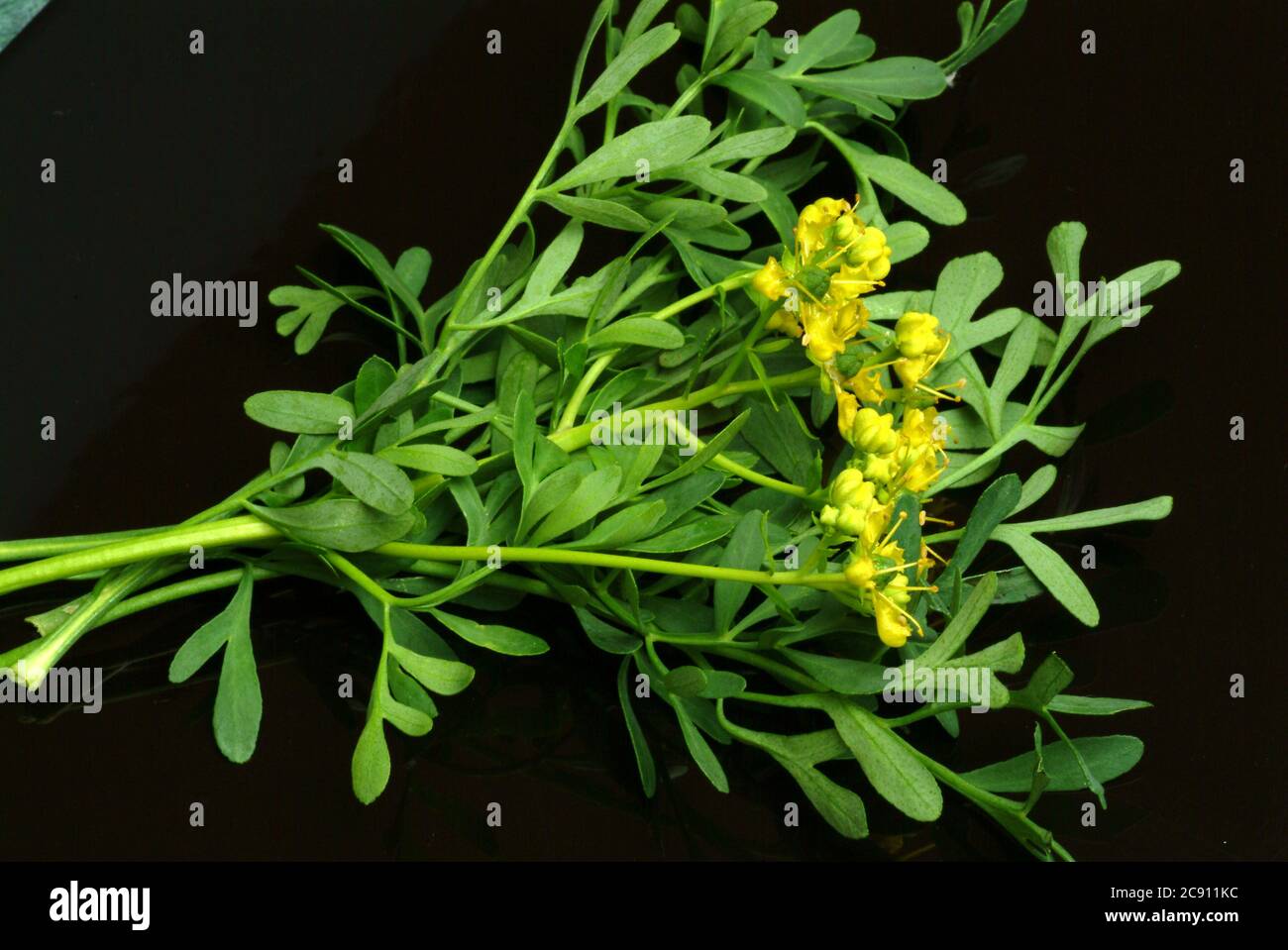 Rue, Ruta graveolens. The Rue was a highly valued medicinal plant in ...