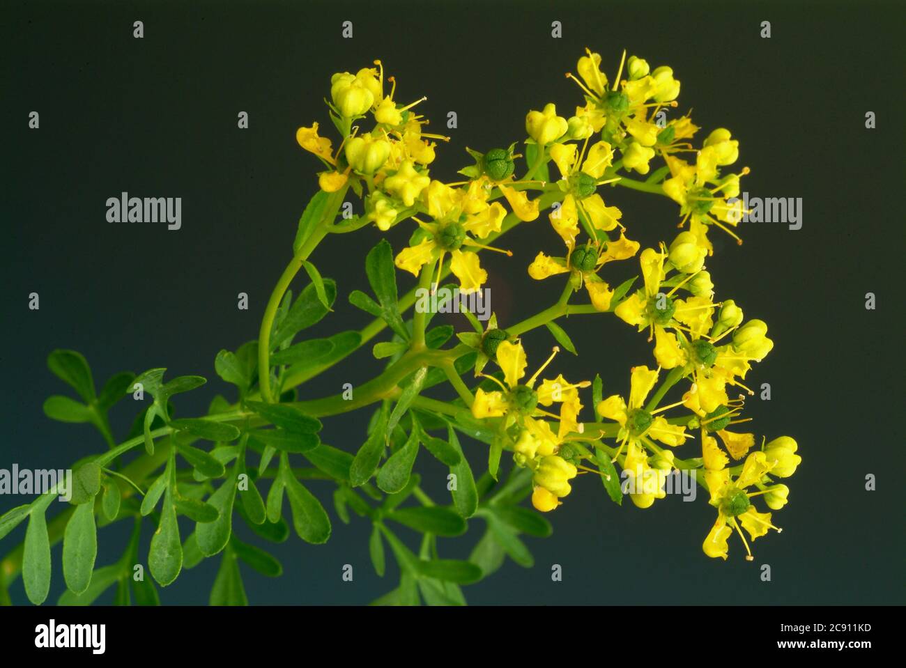 Rue, Ruta graveolens. The Rue was a highly valued medicinal plant in ...