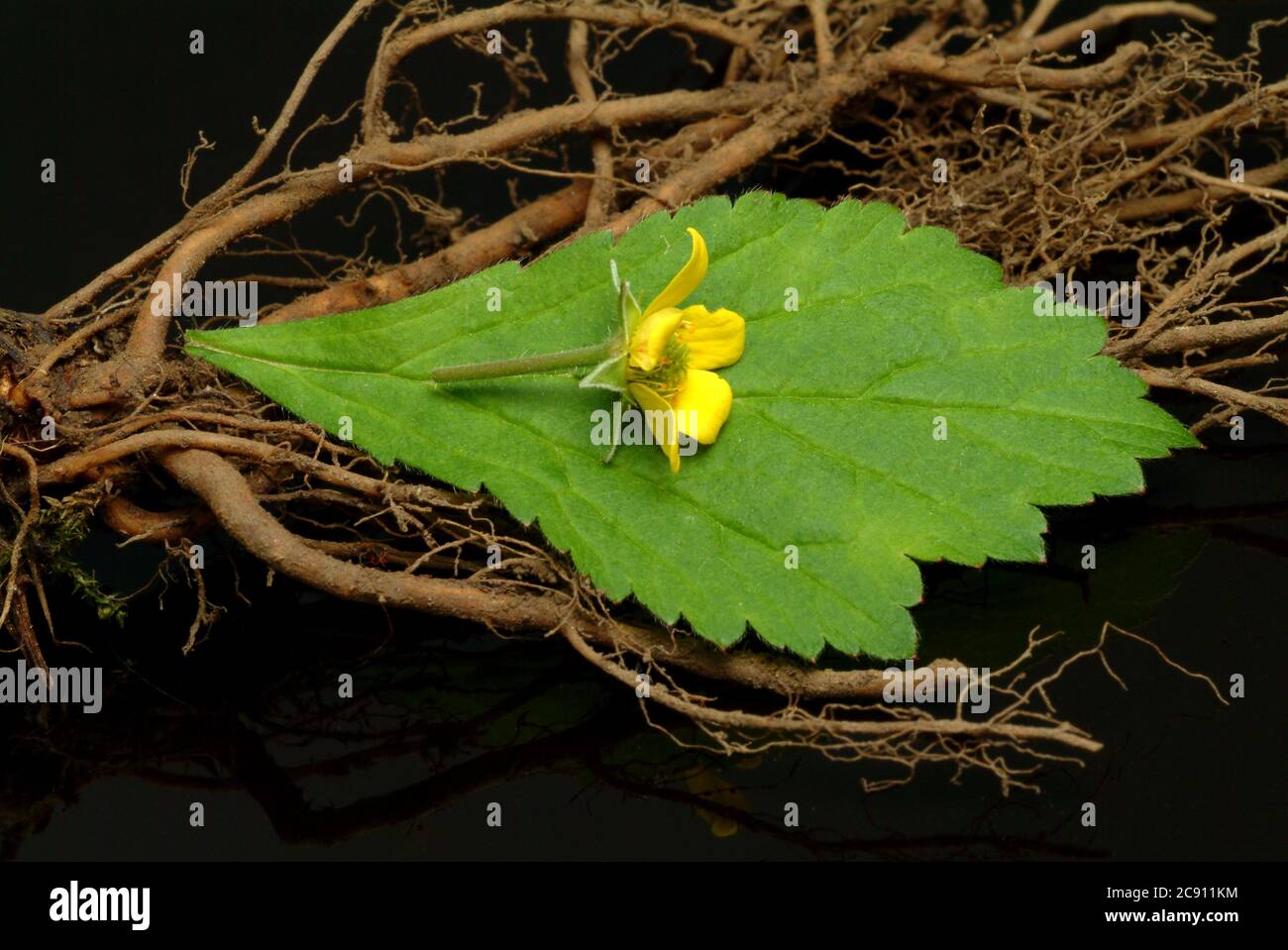 Bloodroot, Potentilla erecta, even Dilledapp, Durmentill, snake root ...