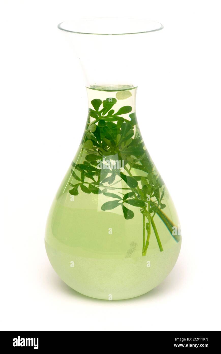 "Rue, Ruta graveolens. The Rue was in the Middle Ages a highly valued ...