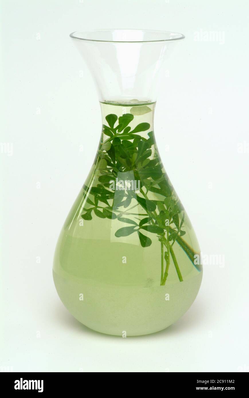 "Rue, Ruta graveolens. The Rue was in the Middle Ages a highly valued ...