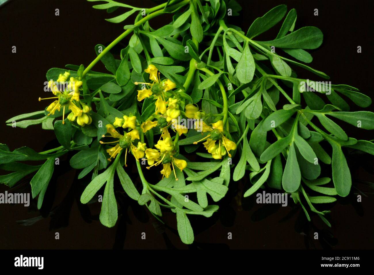 Rue, Ruta graveolens. The Rue was a highly valued medicinal plant in ...