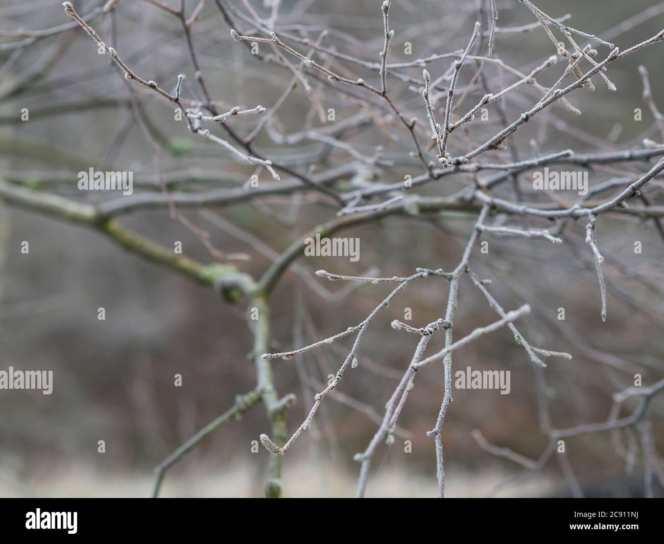 first frost - close up rime frozen bare cherry tree branches snow ...