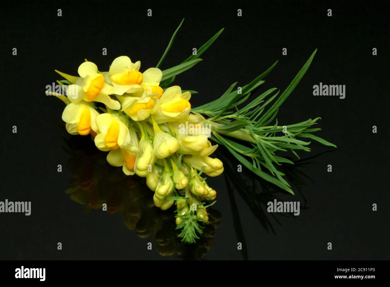 Genuine toadflax, Linaria vulgaris, also Common Toadflax, Common ...