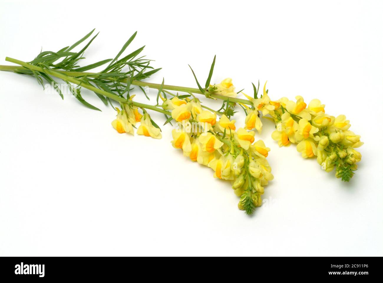 Genuine toadflax, Linaria vulgaris, also Common Toadflax, Common ...