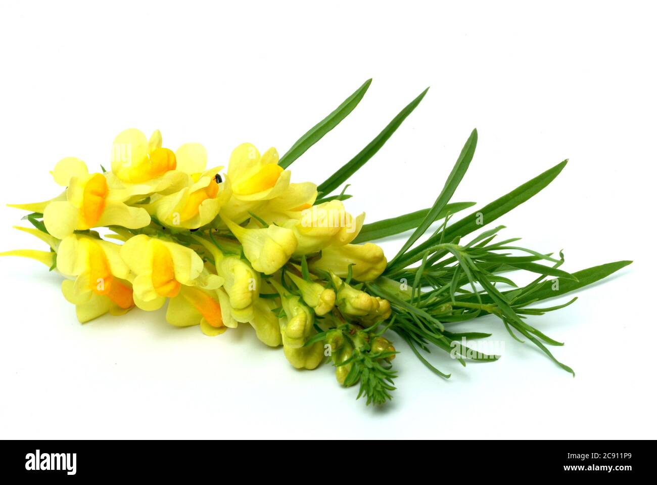 Genuine toadflax, Linaria vulgaris, also Common Toadflax, Common ...