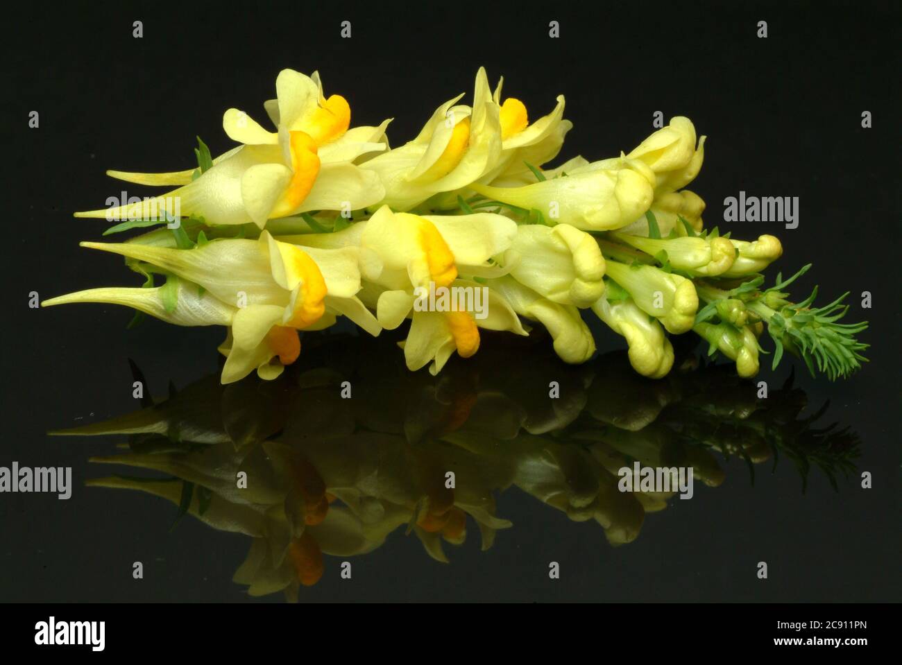 Genuine toadflax, Linaria vulgaris, also Common Toadflax, Common ...