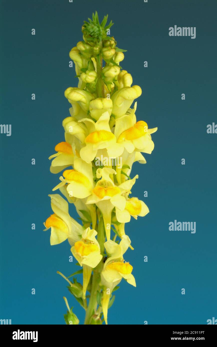 Genuine toadflax, Linaria vulgaris, also Common Toadflax, Common ...