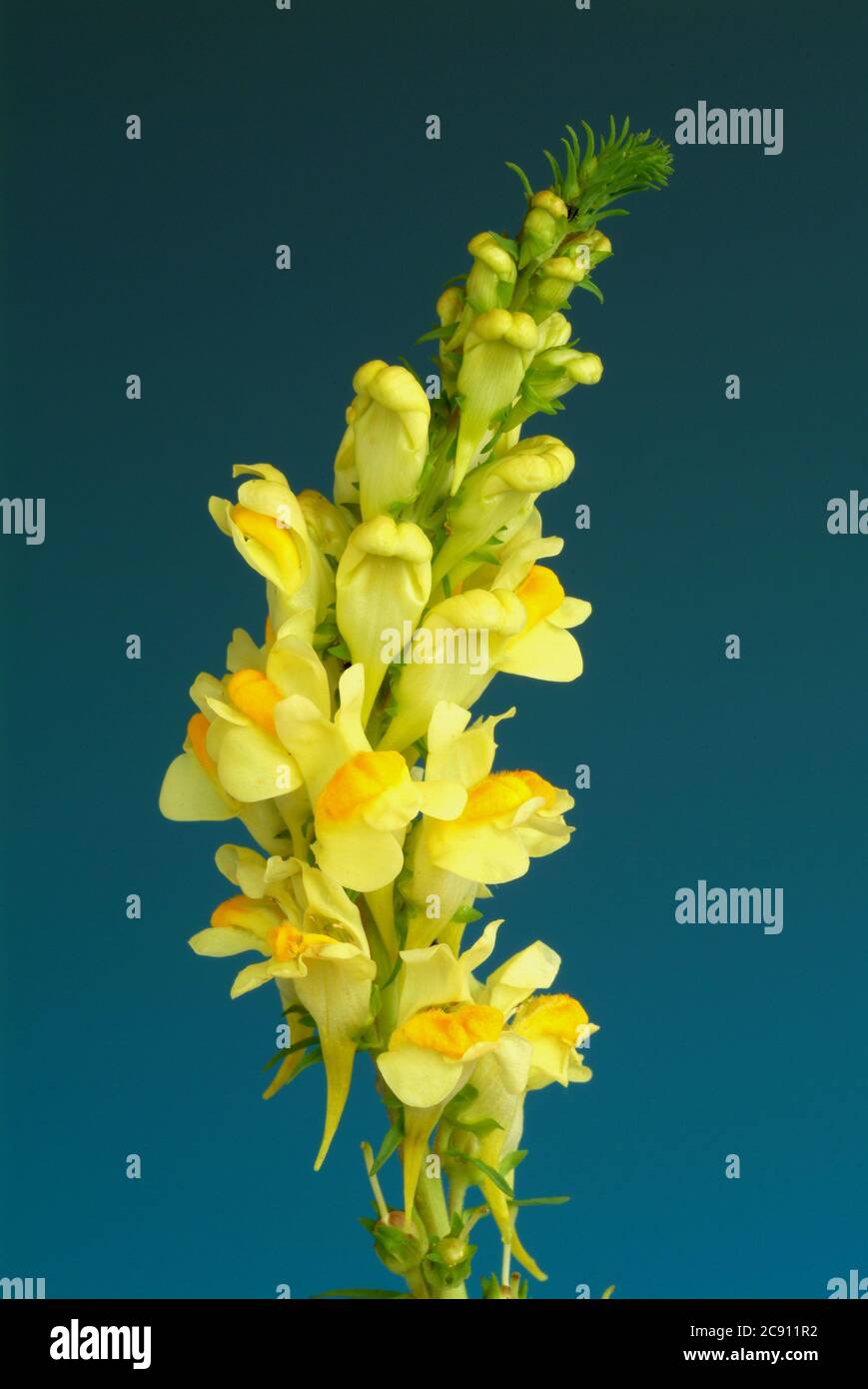 Genuine toadflax, Linaria vulgaris, also Common Toadflax, Common ...