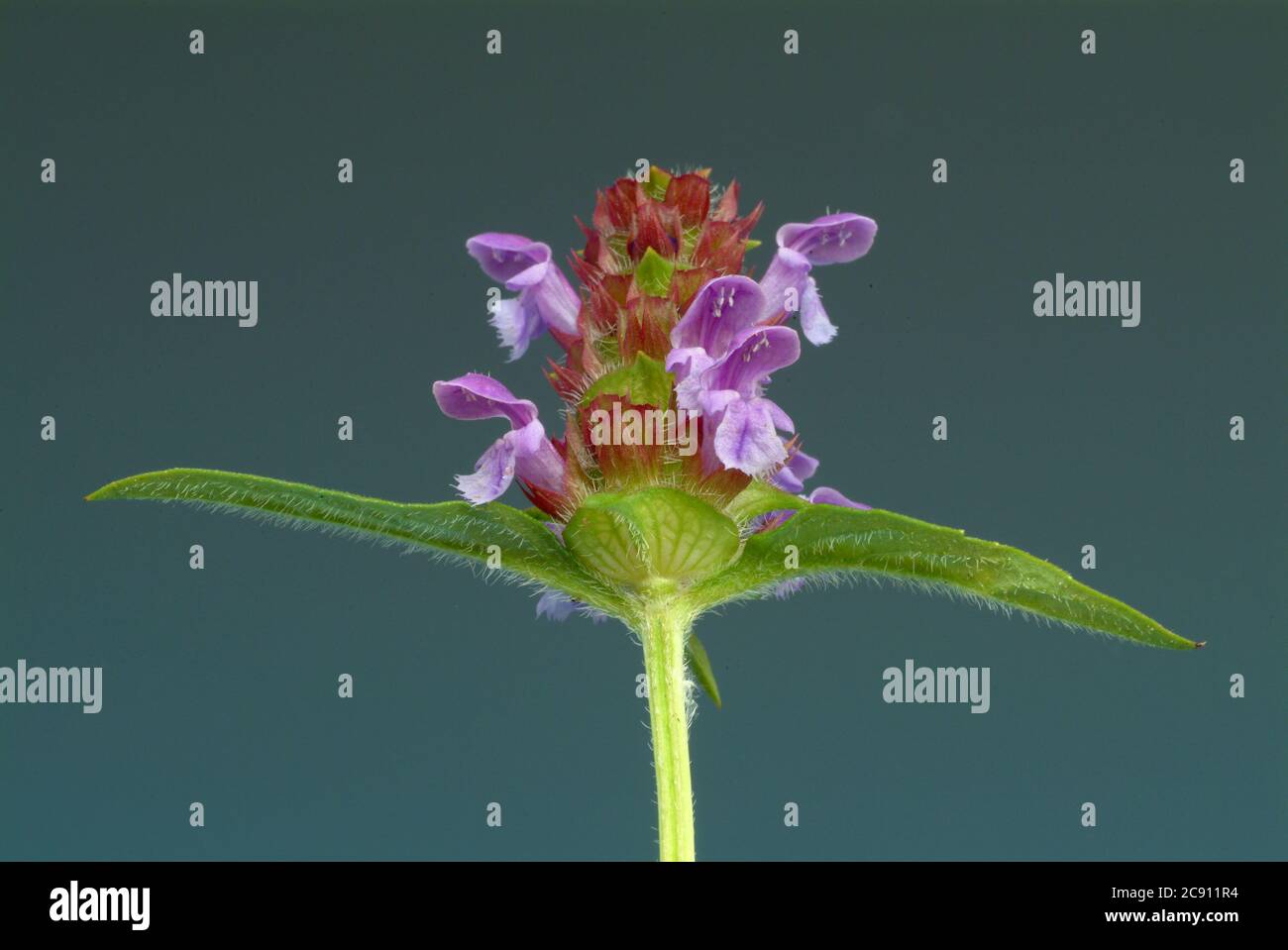 Small Braunelle even Brunelle, Prunella vulgaris. Medicinal plant: its ...