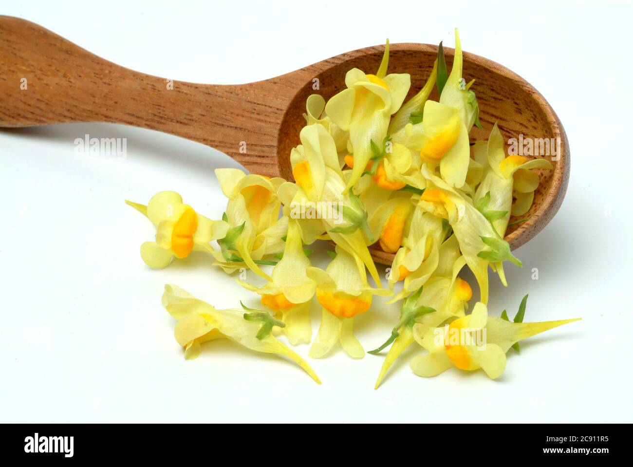 Genuine toadflax, Linaria vulgaris, also Common Toadflax, Common ...