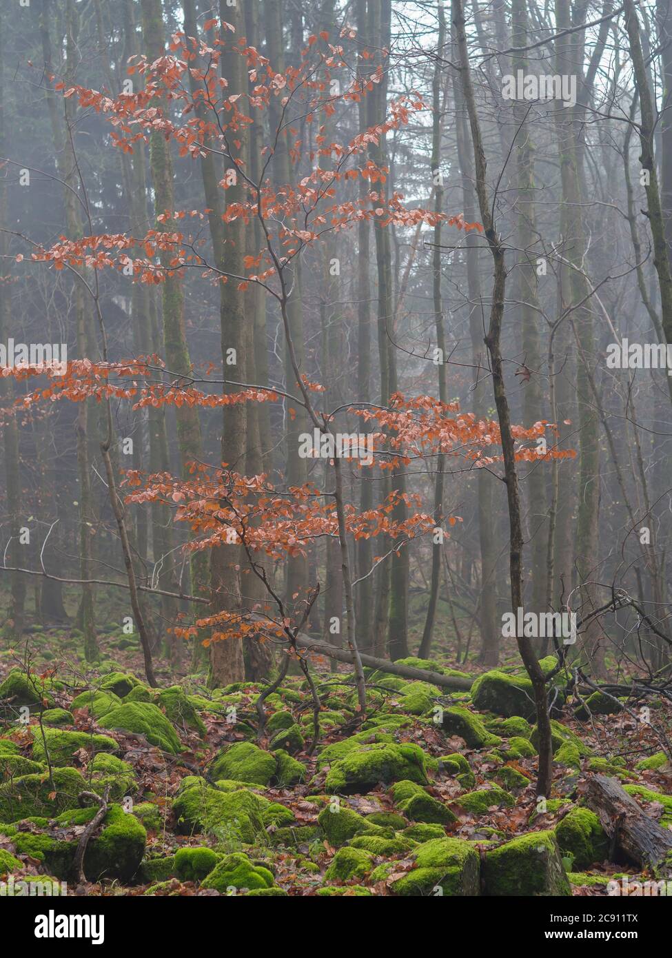 Lush Green Beech Trees High Resolution Stock Photography and Images - Alamy