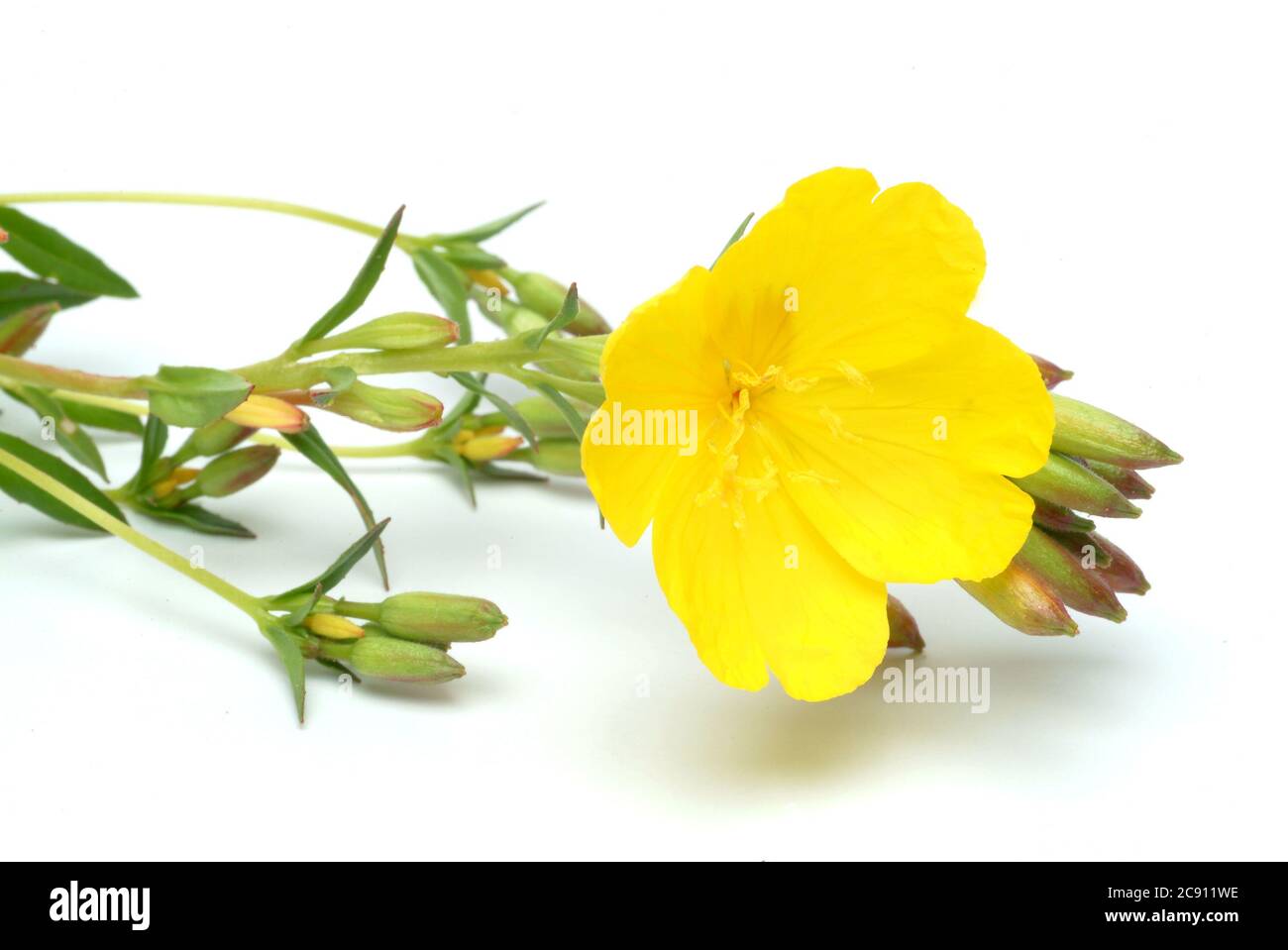 Common evening primrose, Oenothera biennis.Heilpflanze. oil plant ...