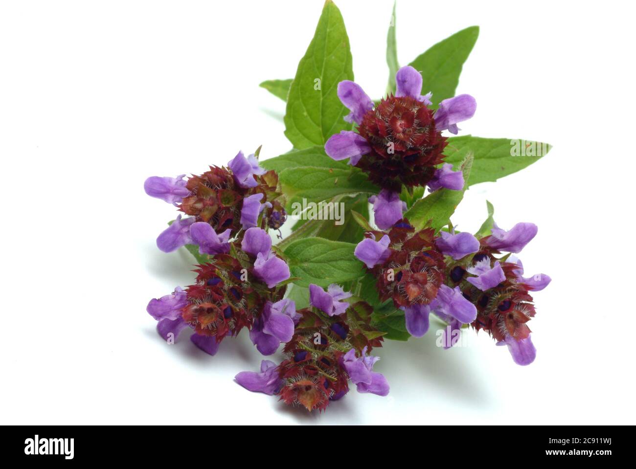 Small Braunelle even Brunelle, Prunella vulgaris. Medicinal plant: its ...