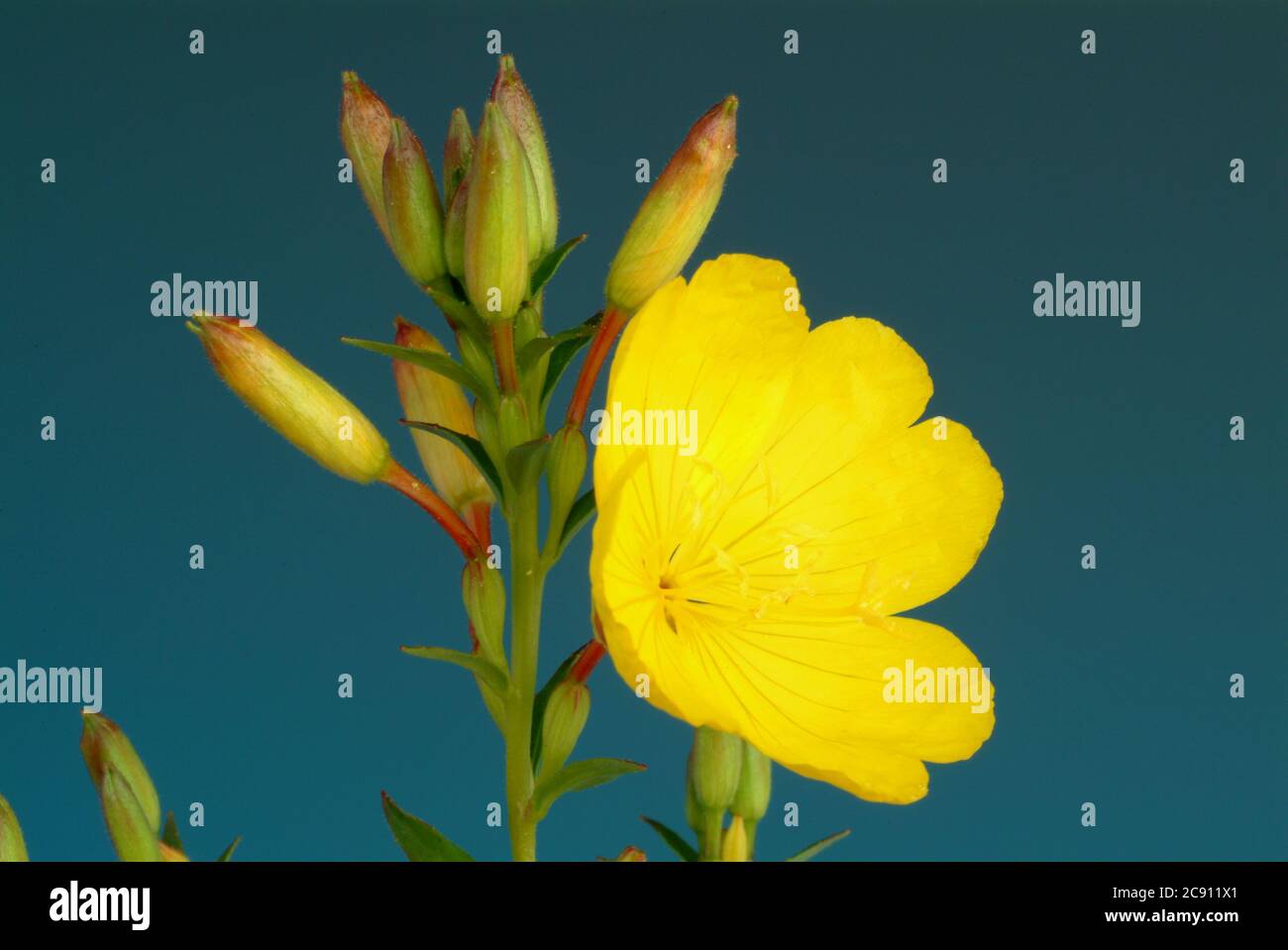 Common evening primrose, Oenothera biennis.Heilpflanze. oil plant ...