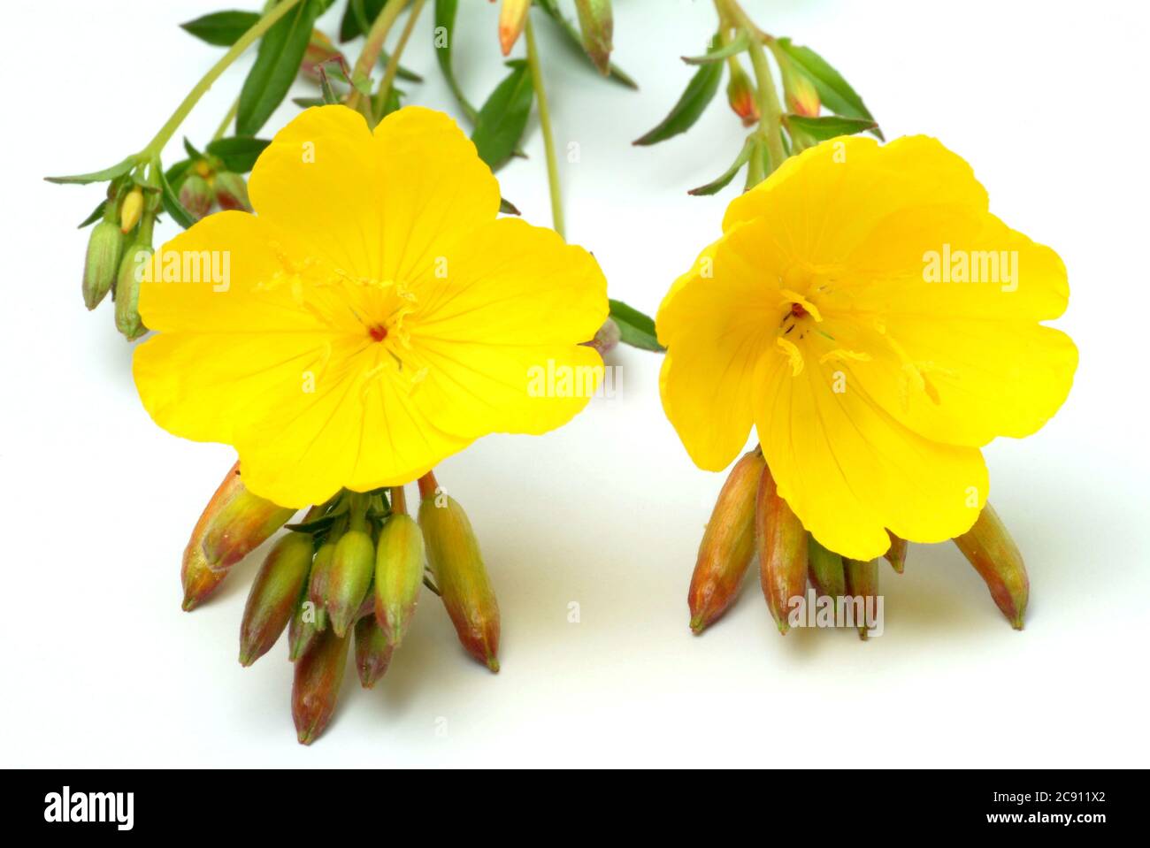 Common evening primrose, Oenothera biennis.Heilpflanze. oil plant ...