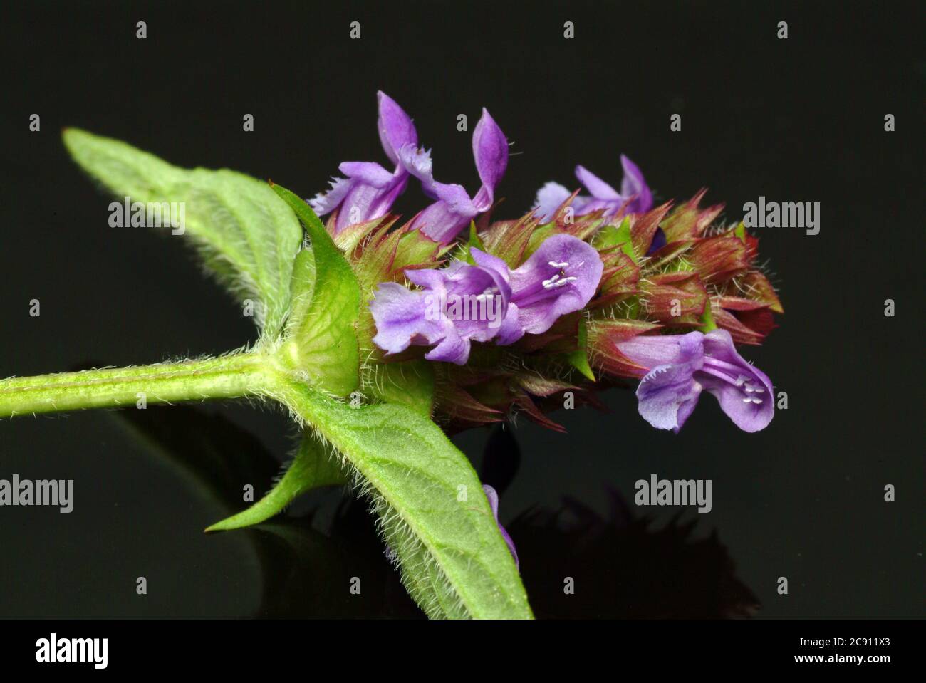 Small Braunelle even Brunelle, Prunella vulgaris. Medicinal plant: its ...