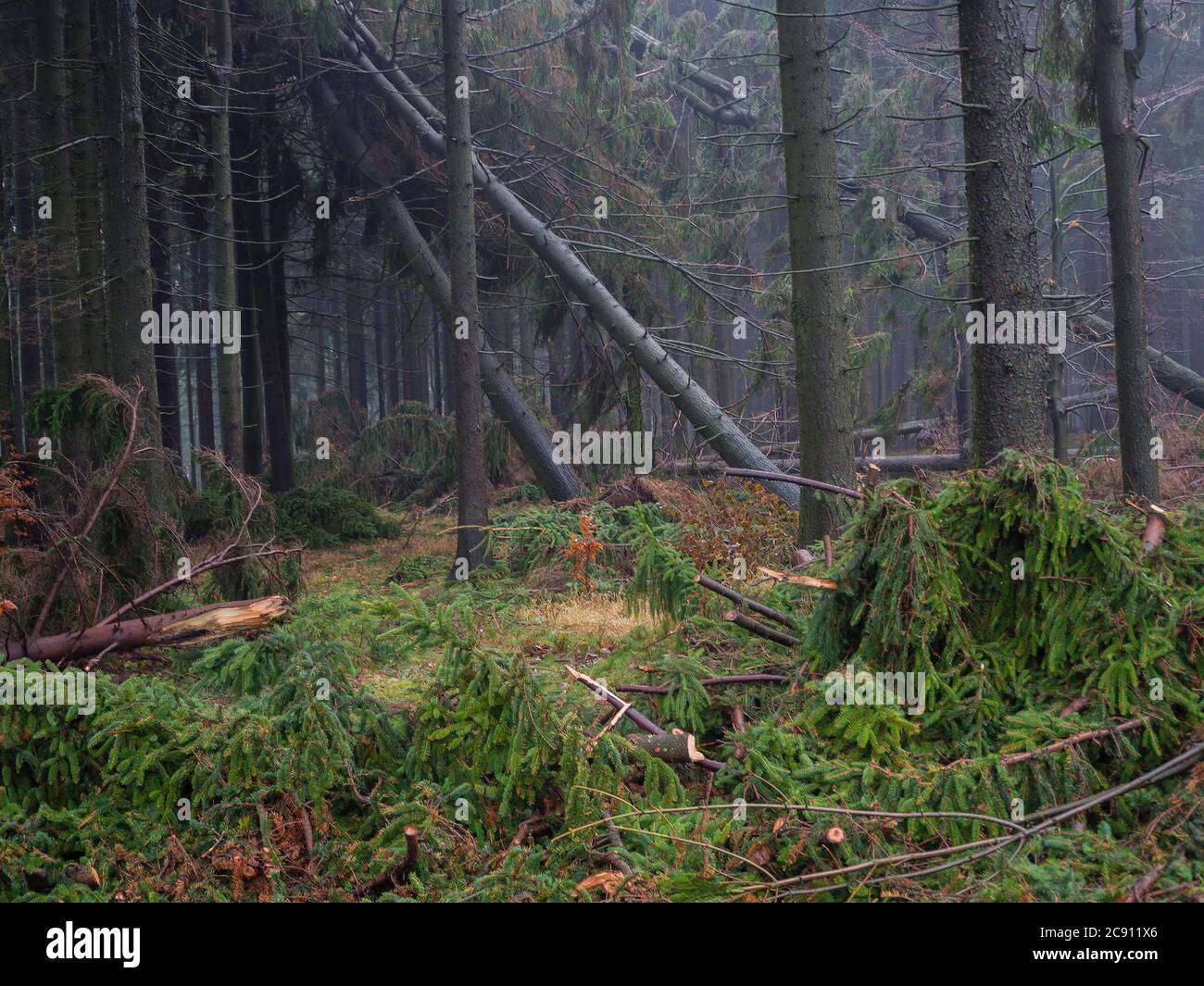 misty autumn spruce tree forest with windfall and and windbreak trees ...