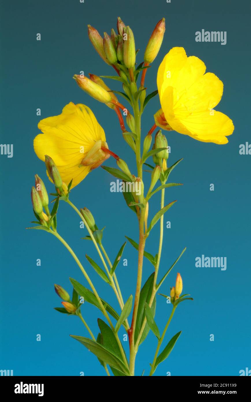 Common evening primrose, Oenothera biennis.Heilpflanze. oil plant ...