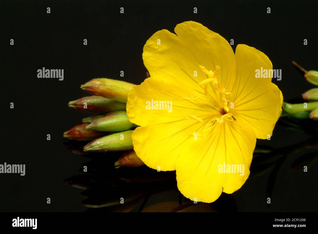Common evening primrose, Oenothera biennis.Heilpflanze. oil plant ...