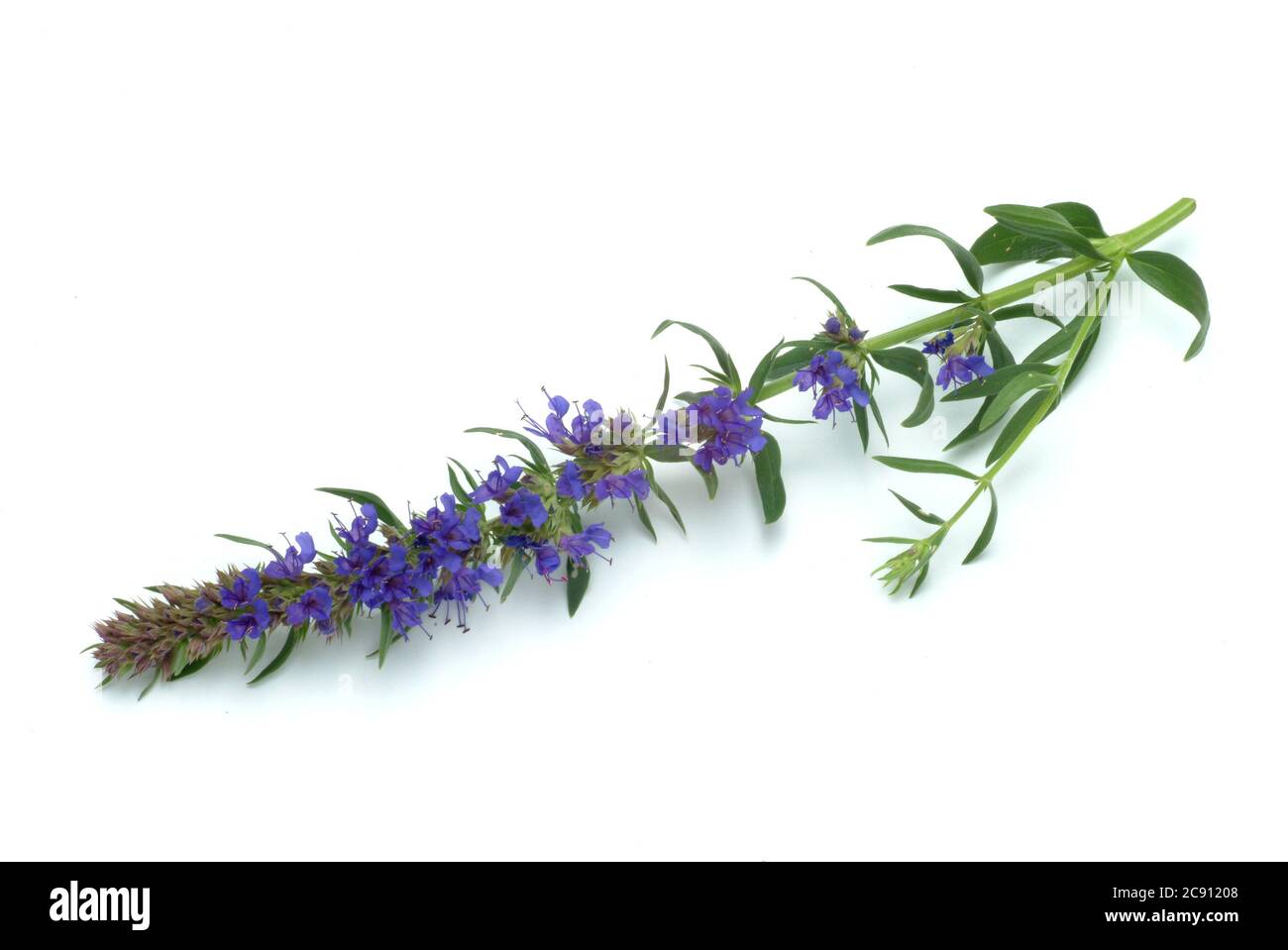 Hyssop, medicinal herb, medicinal use, Hyssopus officinalis, hyssop ...