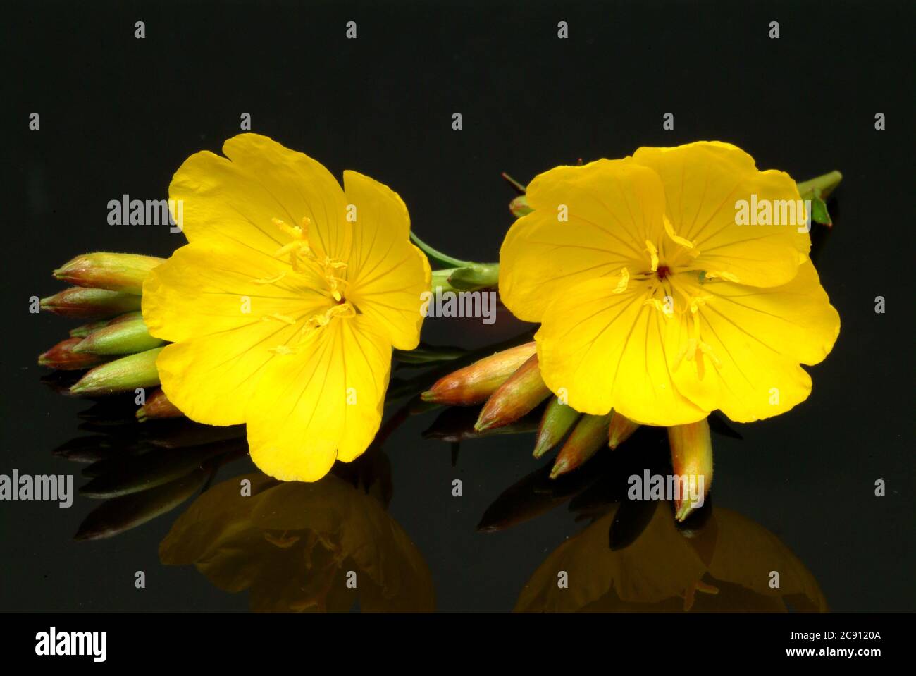 Common evening primrose, Oenothera biennis.Heilpflanze. oil plant ...