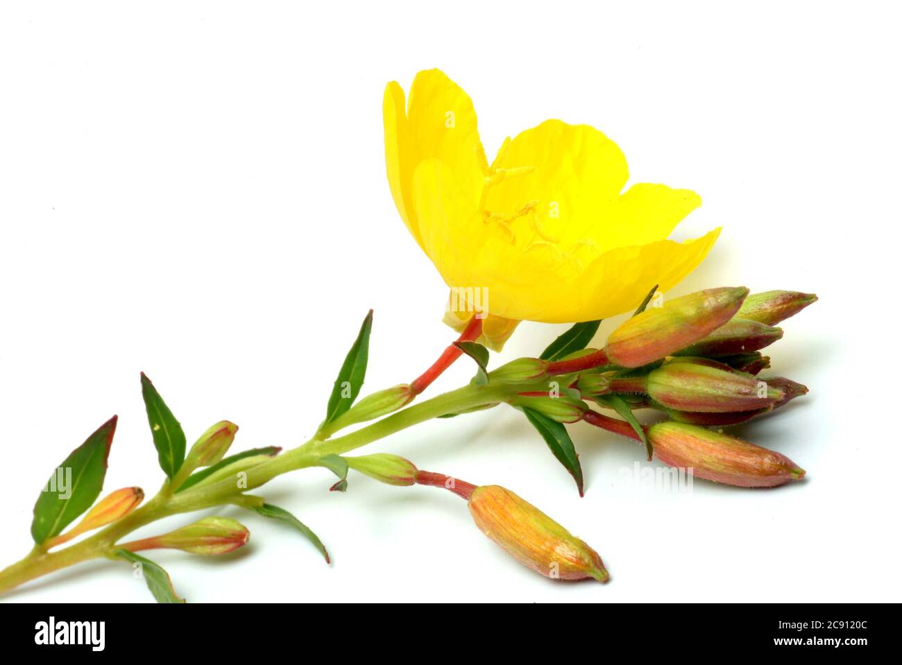 Common evening primrose, Oenothera biennis.Heilpflanze. oil plant ...