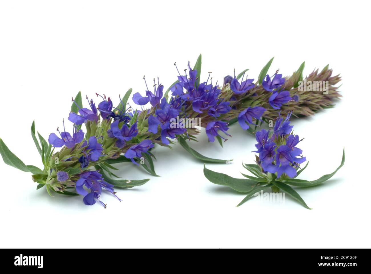 Hyssop, medicinal herb, medicinal use, Hyssopus officinalis, hyssop ...