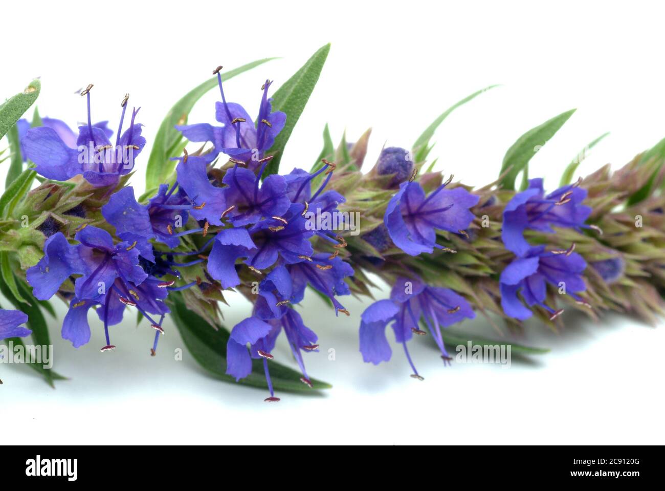 Hyssop, medicinal herb, medicinal use, Hyssopus officinalis, hyssop ...