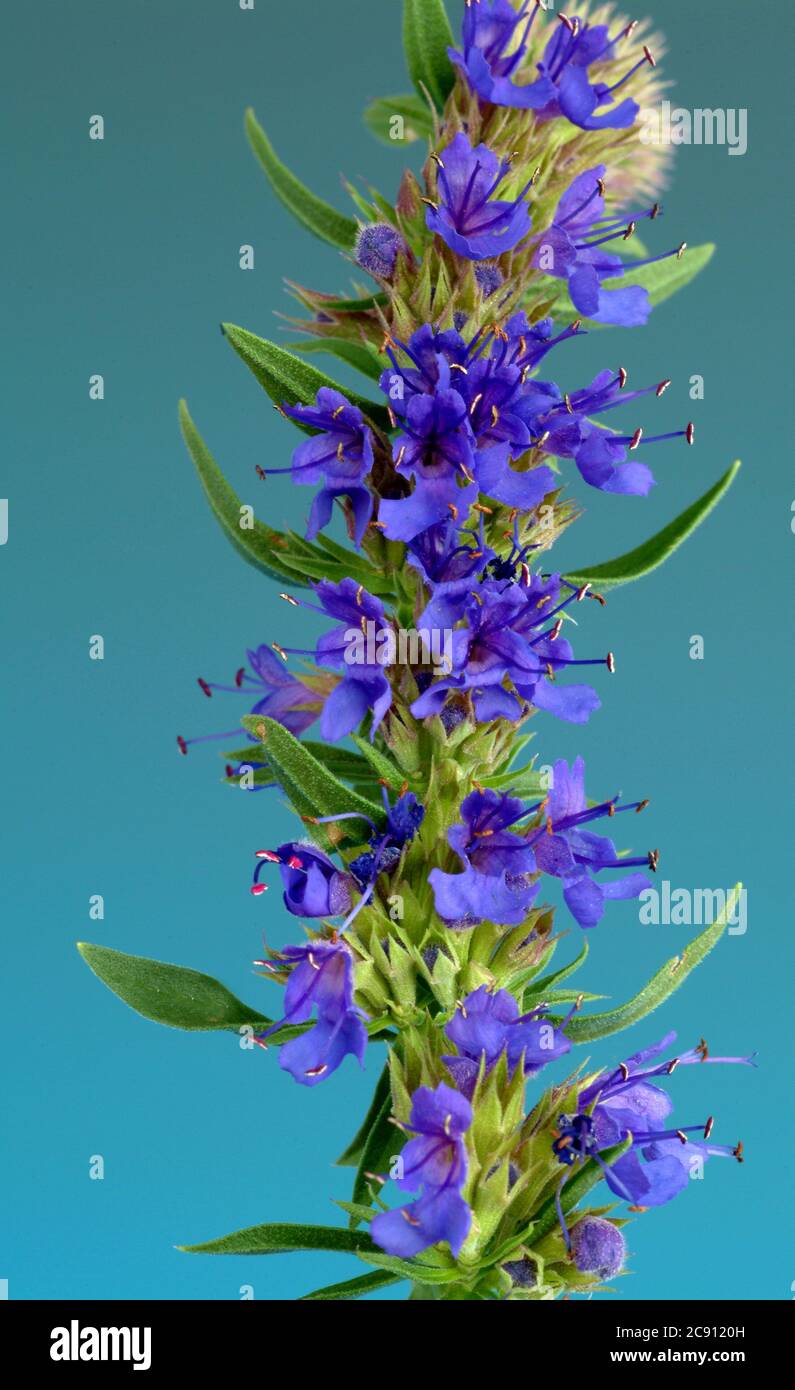 Hyssop, medicinal herb, medicinal use, Hyssopus officinalis, hyssop ...