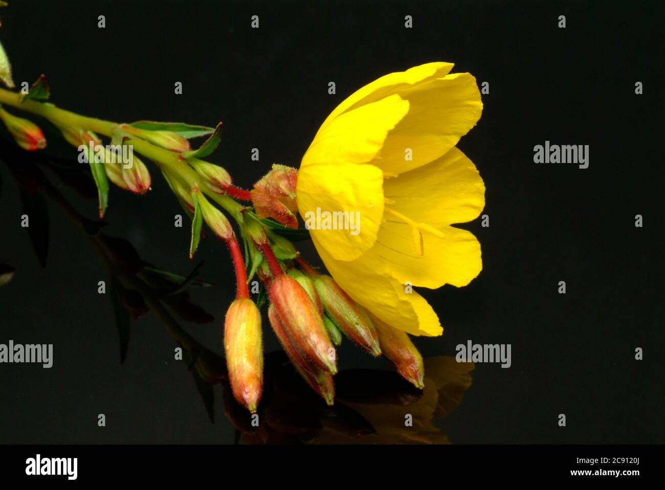 Common evening primrose, Oenothera biennis.Heilpflanze. oil plant ...