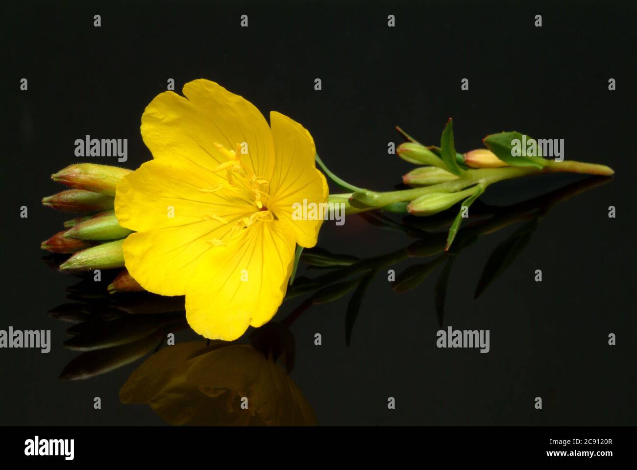 Common evening primrose, Oenothera biennis.Heilpflanze. oil plant ...