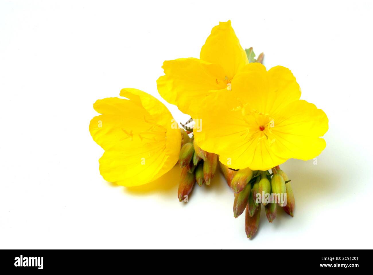 Common evening primrose, Oenothera biennis.Heilpflanze. oil plant ...